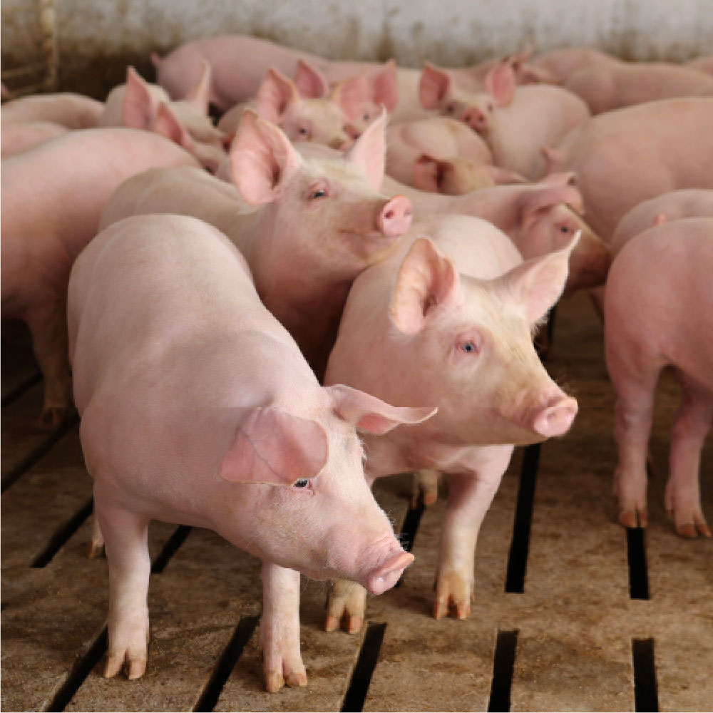 Bring in New Gilts - Herd closure and medication | MHP Roadmap