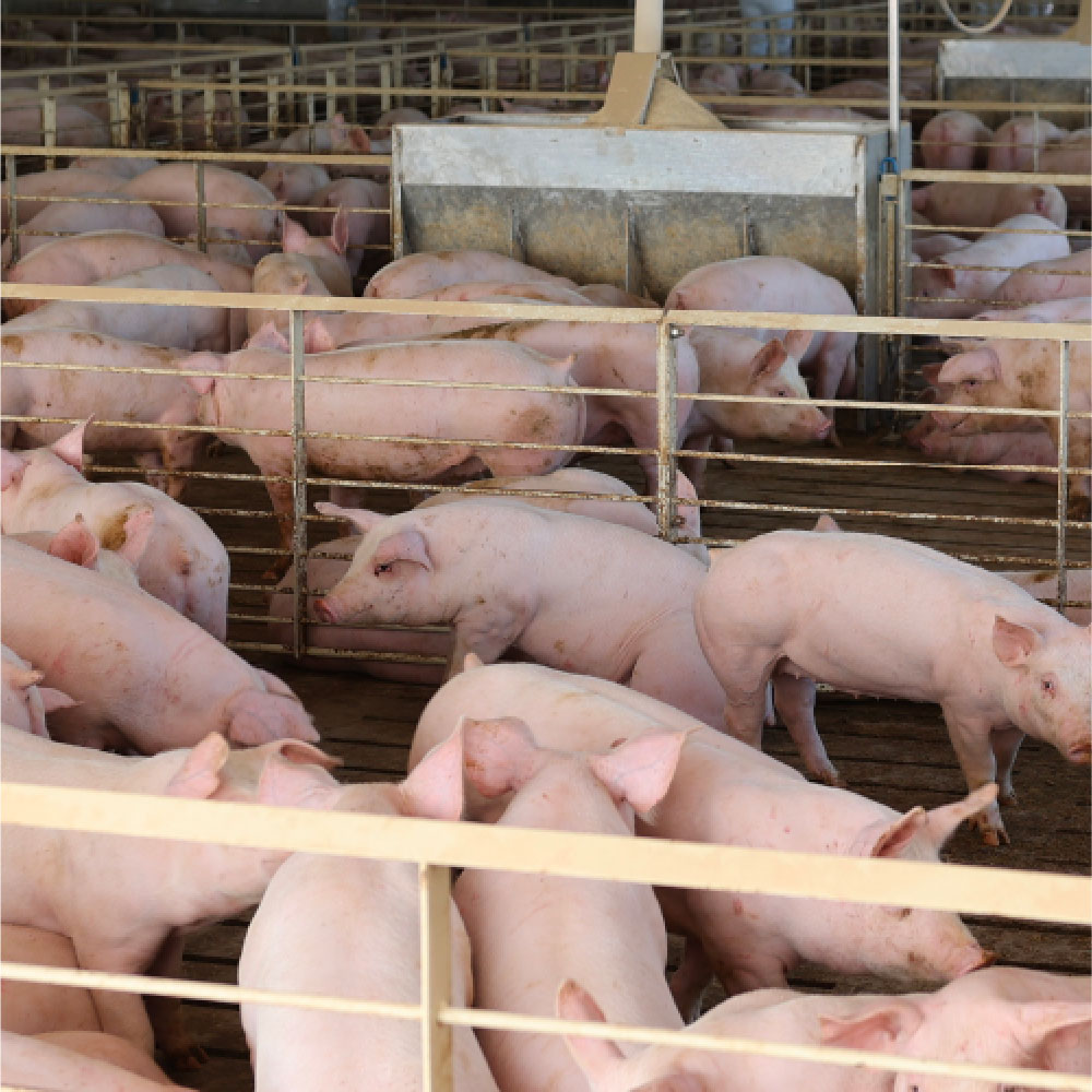 Program Considerations | MHP Roadmap